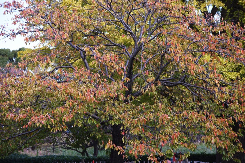 The Autumn Leaves of the Cherry Tree. Stock Photo - Image of coloring ...