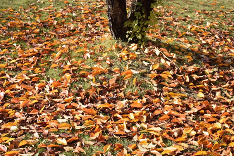 Fallen leaves stock photo. Image of background, plant - 133819374