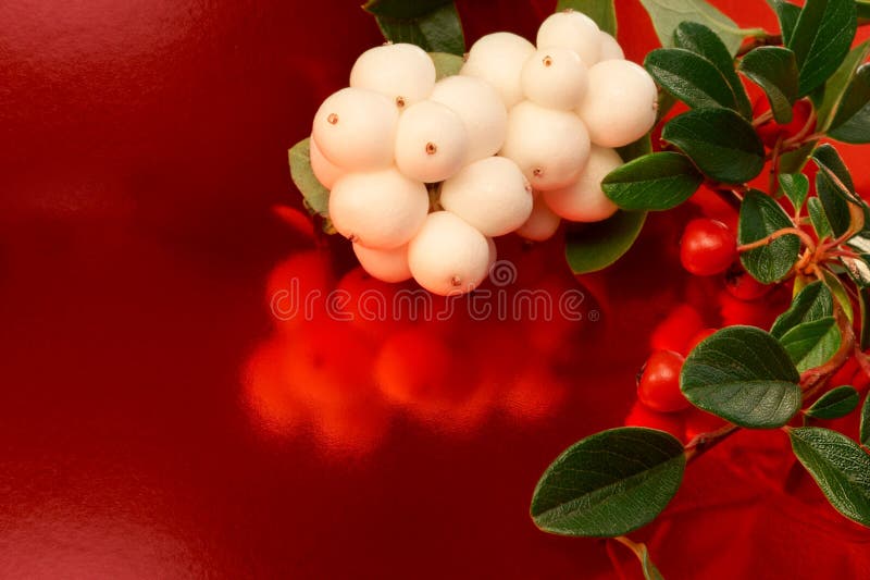 Seasonal berries stock image. Image of reflection, festivities - 21141849