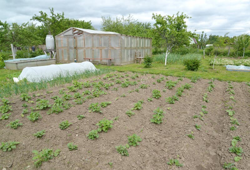 The Seasonal Dacha with the Greenhouse and a Hotbed. Spring Stock Photo ...