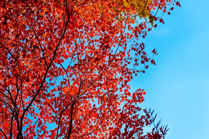 Seasonal Japanese Red Maple Trees during Fall Season Stock Photo ...