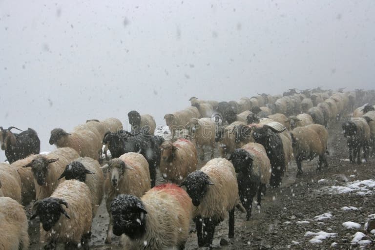 Seasonal Migration stock photo. Image of mammal, farm - 17462136