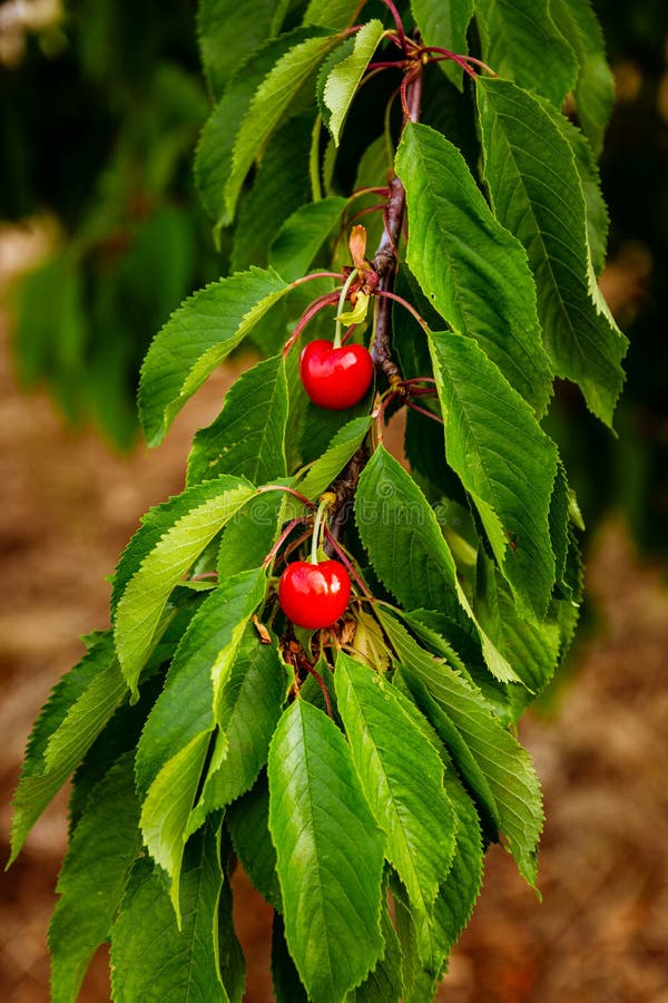 Seasonal Natural Cherries on the Tree in the Field Stock Image - Image ...