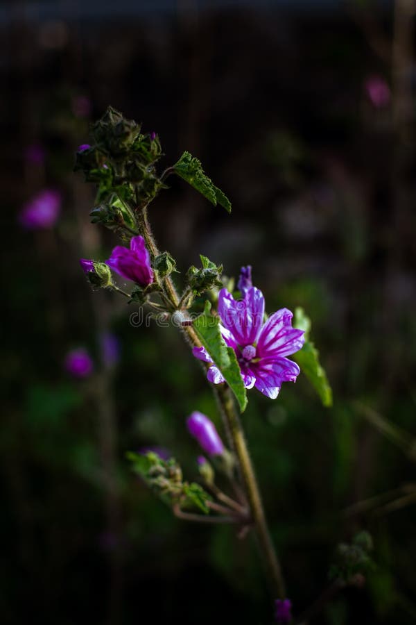 Wild Flowers in the Field in Spring Stock Photo - Image of meadow ...