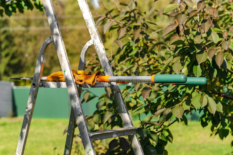 Seasonal Pruning Trees with Pruning Shears. Gardener Pruning Fruit ...