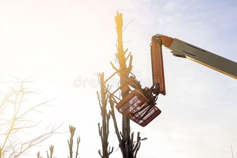 Seasonal Tree Pruning with a Lifting Work Platform of Car Crane ...