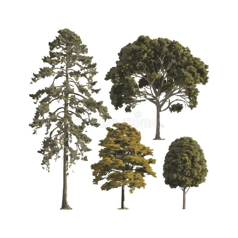Seasonal Tree Variations Vector Nature S Diversity in Growth and ...