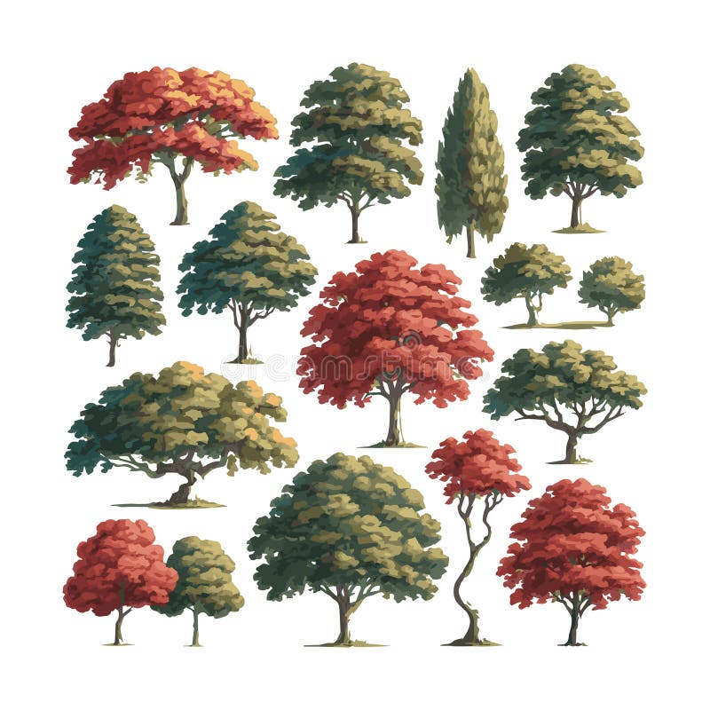 Seasonal Tree Variations Vector Nature S Diversity in Growth and ...