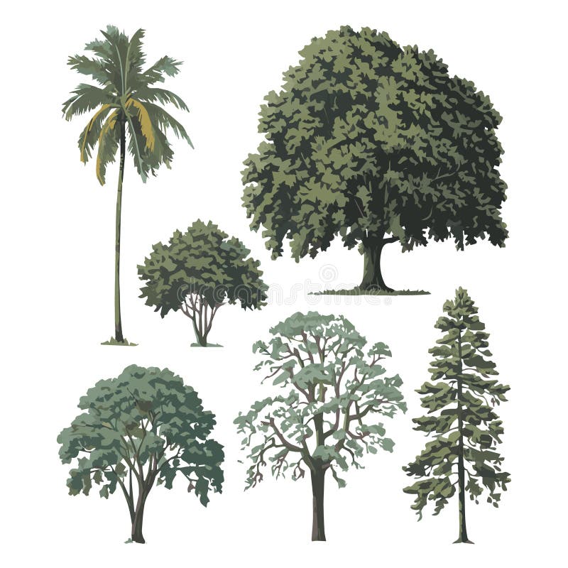 Seasonal Tree Variations Vector Nature S Diversity in Growth and ...