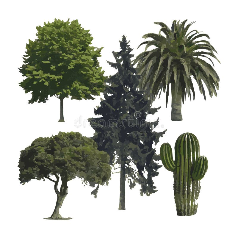 Seasonal Tree Variations Vector Nature S Diversity in Growth and ...