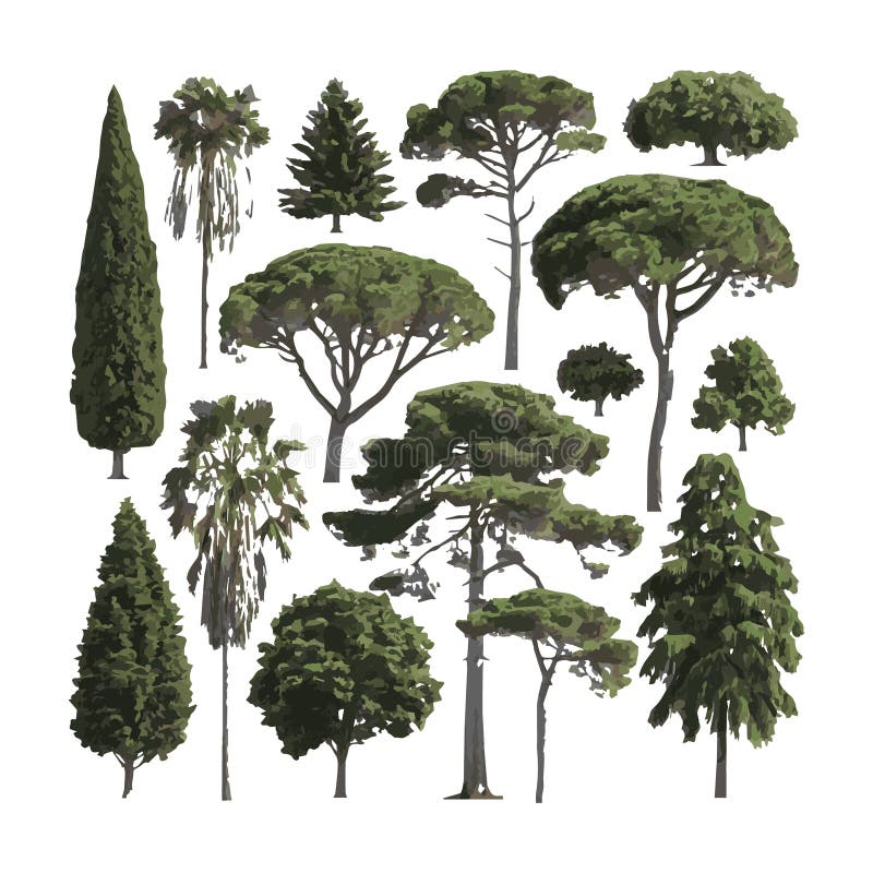 Seasonal Tree Variations Vector Nature S Diversity in Growth and ...