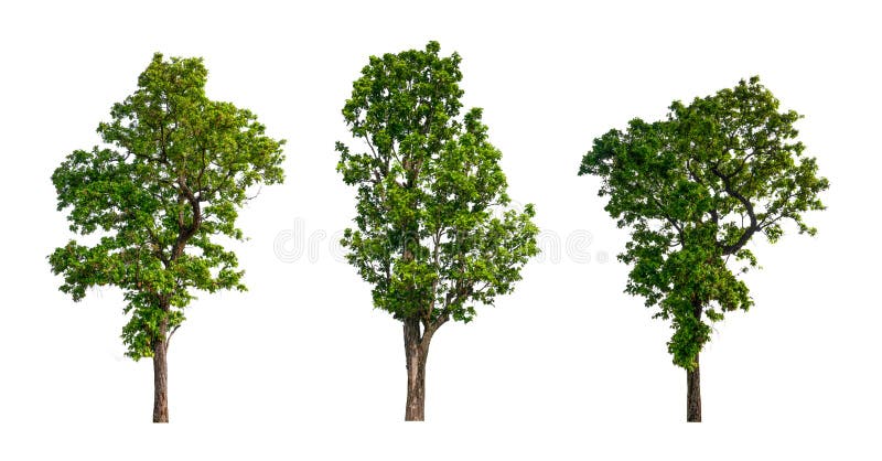 Tree Roots Silhouettes Isolated on White, Vector Set of Taproot and ...