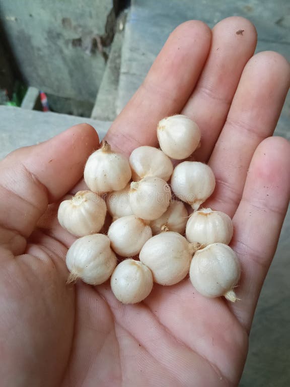 Seasoned forest cardamom stock image. Image of panen - 279853553