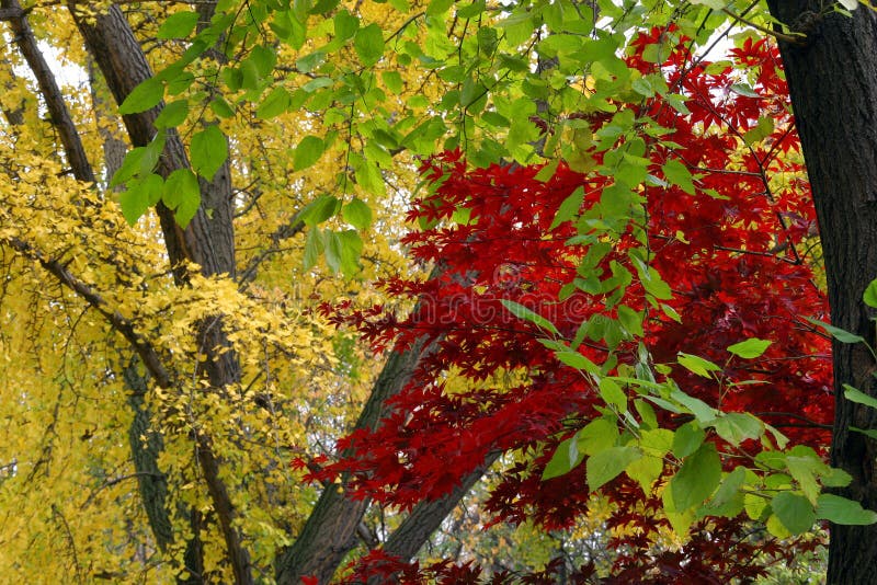 Seasons stock photo. Image of seasonal, forest, autmun - 355604