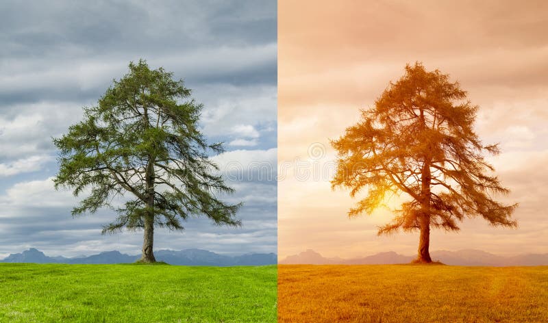 Seasons change stock image. Image of seasonal, wheat - 20524159