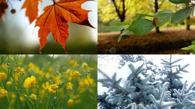 Seasons - Collage with the Image of Nature at Different Times of the ...