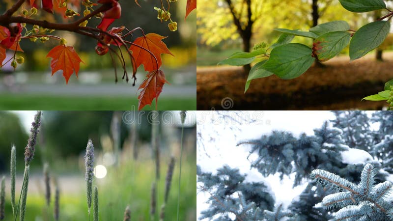 Seasons - Collage with the Image of Nature at Different Times of the ...