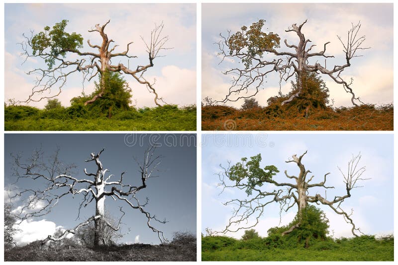 Seasons of a Dying Tree stock photo. Image of dead, life - 44311222