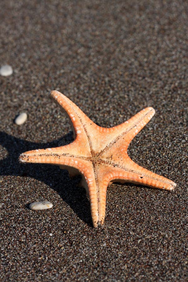 Seastar stock image. Image of beach, life, shore, star - 10538739