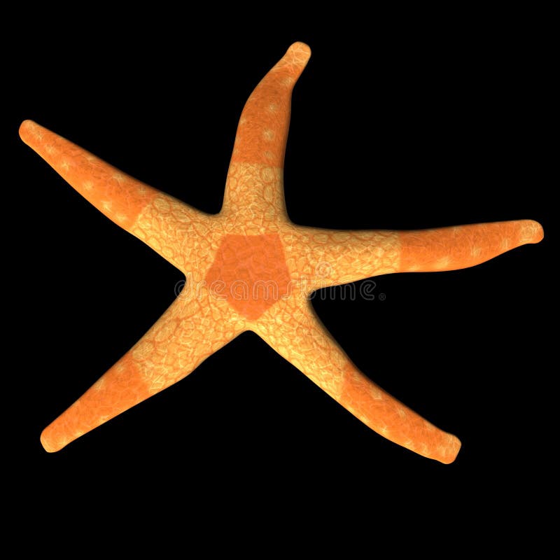 Seastar stock illustration. Illustration of decoration - 12487462