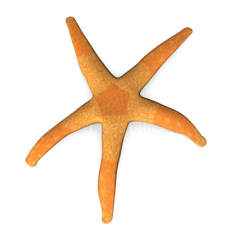 Seastar stock illustration. Illustration of render, graphics - 12487467