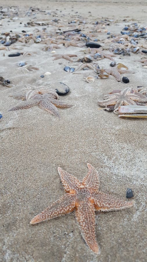 Seastar on the beach stock photo. Image of shell, sandy - 26860832