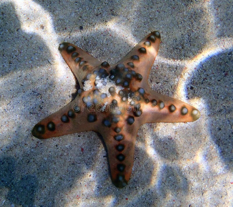 Seastar Close Up in the Sea Stock Photo - Image of asia, invertebrates ...