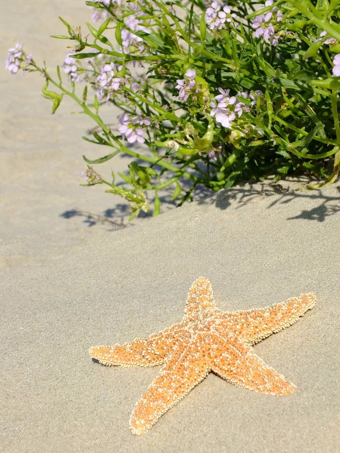 Seastar stock photo. Image of island, seashore, baltic - 48949276