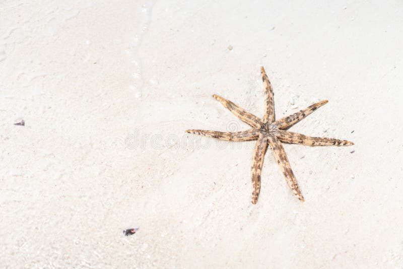 Seastar Sea Star on Beach Sand Stock Photo - Image of star, pattern ...