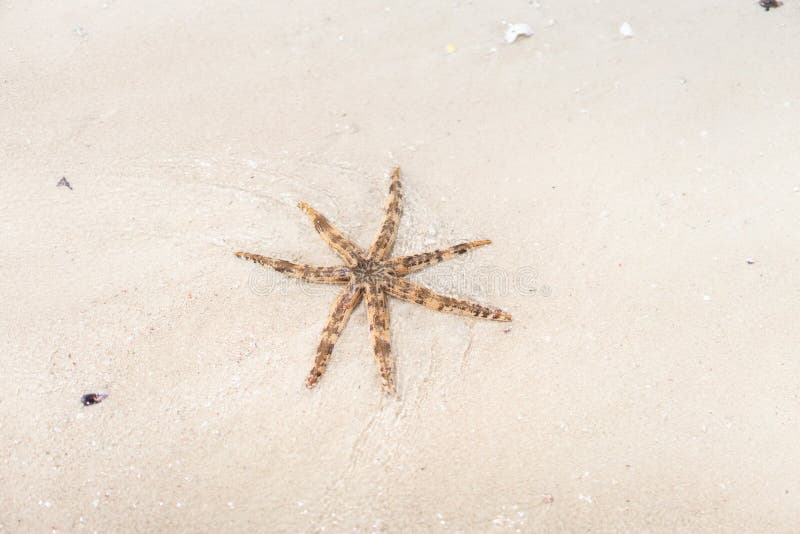 Seastar Sea Star on Beach Sand Stock Photo - Image of fish, resort ...