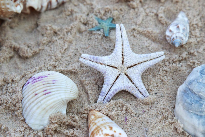 Seastar and Seashells at the Beach Stock Photo - Image of life, marine ...