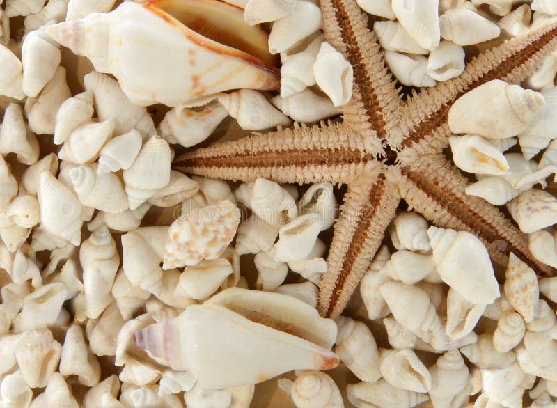 Starfish and Shells on the Beach Stock Image - Image of tropical ...