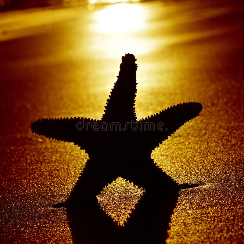 Seastar on the Shore of a Beach at Sunset Stock Photo - Image of ...