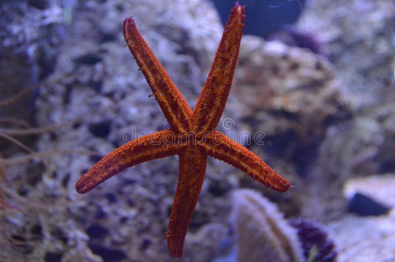 Seastar-Starfihs stock foto. Image of correct, goud, kleur - 83769042