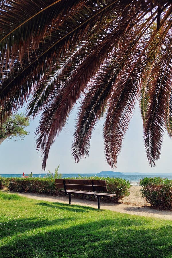 Seat Bench Under the Palm Tree by the Sea Stock Photo - Image of tree ...
