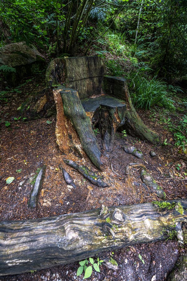 Seat Carved Out of a Tree Trunk Stock Photo - Image of attraction, fall ...