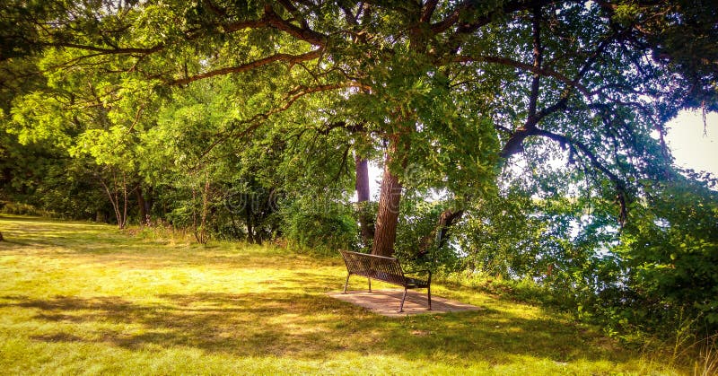 A seat under a big tree stock photo. Image of lightens - 195461722