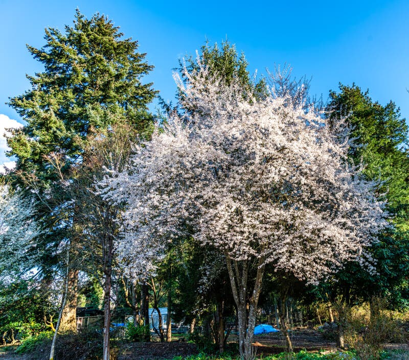 Seatac Garden White Blossoms 6 Stock Photo - Image of nature, travel ...