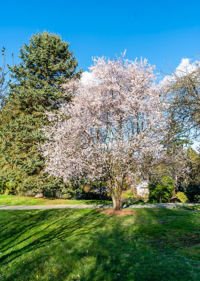 Seatac Garden White Blossoms 7 Stock Image - Image of outdoors, garden ...