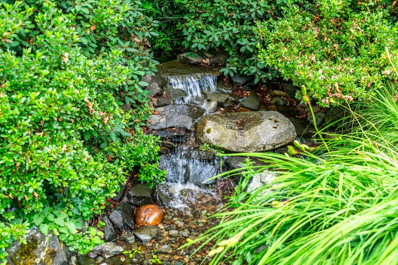 Seatac Stream Close-up 2 stock photo. Image of outdoors - 328540924