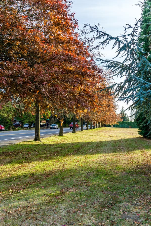 Seatac Streetside Autumn Trees Stock Image - Image of scenic, colorful ...