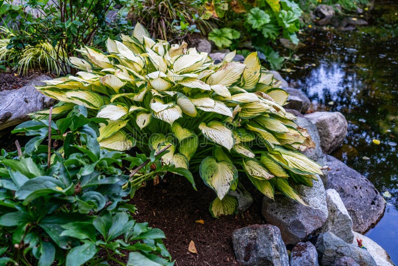 Seatac Yellow Hosta 5 stock photo. Image of plant, seatac - 327699462