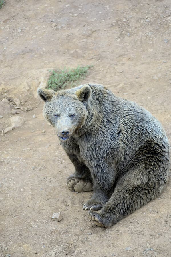 Brown Bear Seated on the Ground. Stock Photo - Image of animals ...