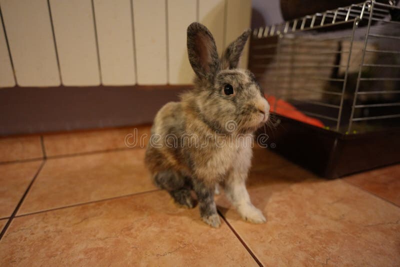 Seated Fluffy Brown Rabbit Indoors Stock Image - Image of fluffy, hare ...