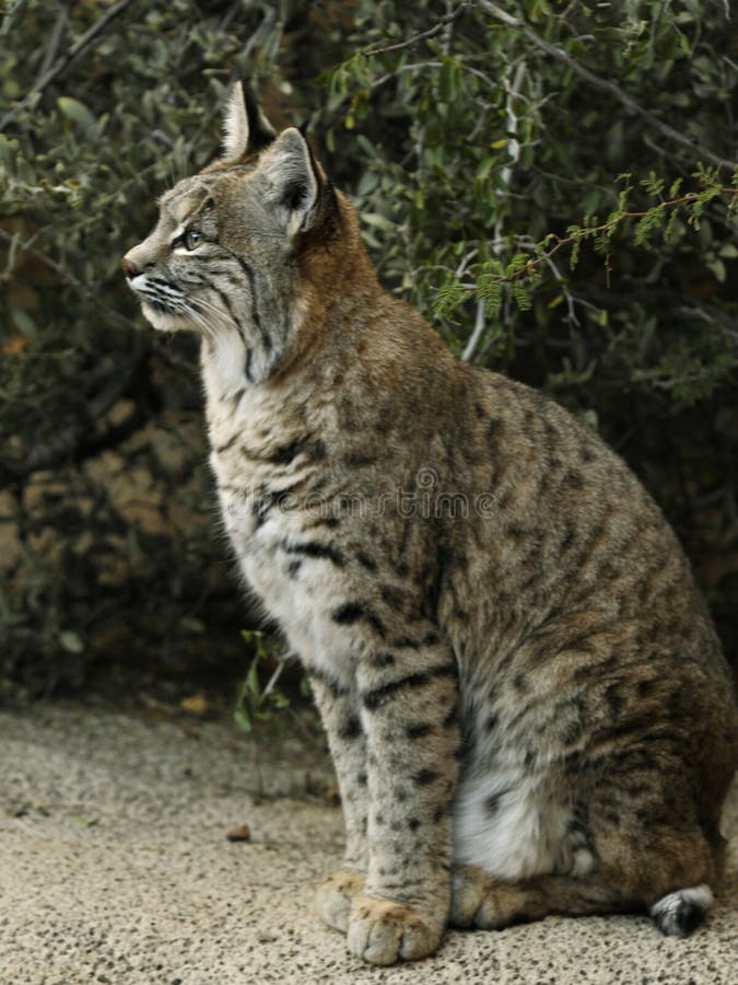Bobcat Fur Background Texture Pattern Stock Image - Image of details ...