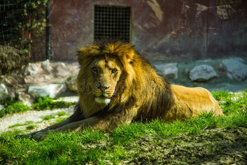 Seated lion portrait stock photo. Image of lying, beast - 90073492