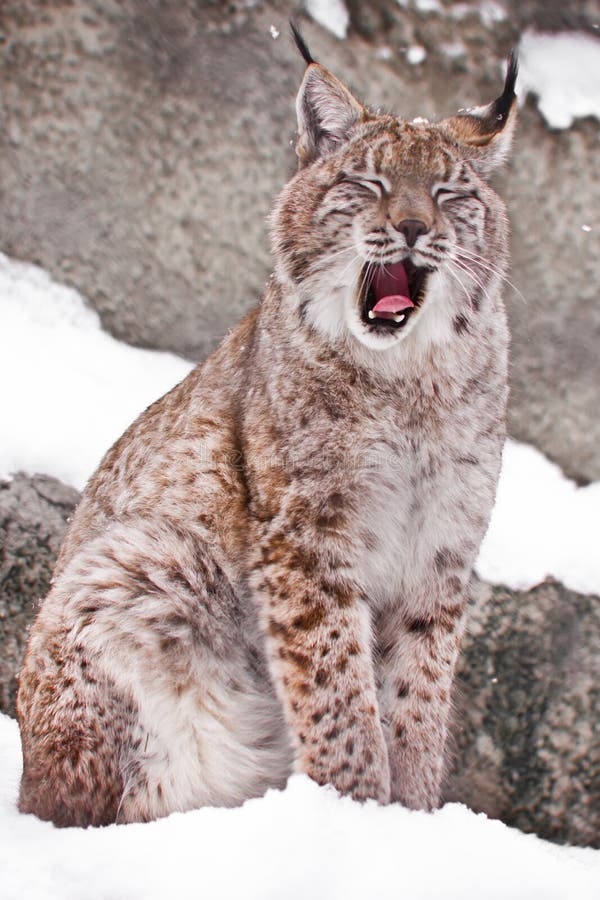 A Seated Lynx Opens a Wide Mouth Stock Image - Image of carnivore ...