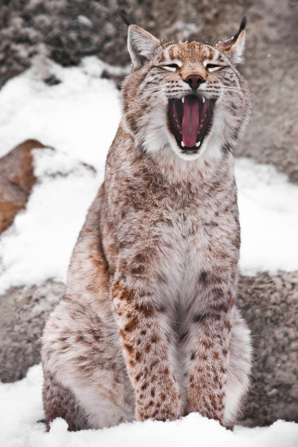 A Seated Lynx Opens a Wide Mouth Stock Photo - Image of meow, mouth ...