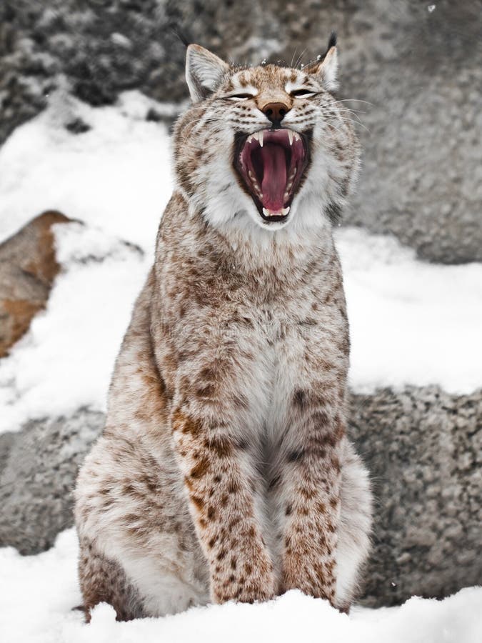 A Seated Lynx Opens a Wide Mouth Stock Photo - Image of meow, mouth ...
