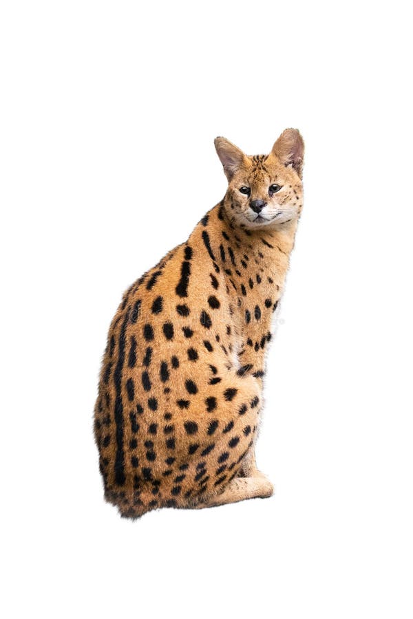 Serval isolated on a white stock photo. Image of kenya - 139285938